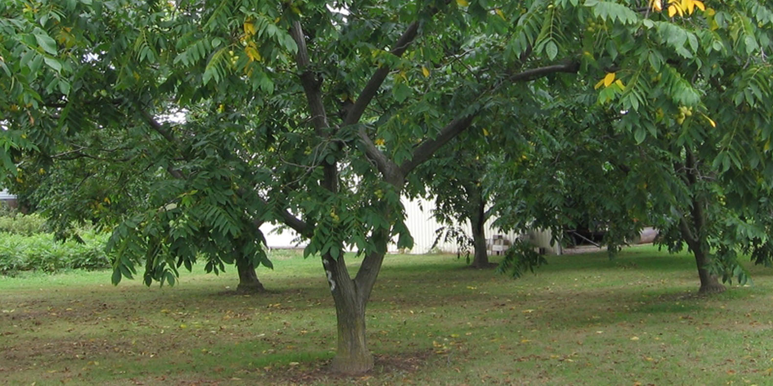 Our Heartnut seeds germinated! | Adams Beach Berry Farm