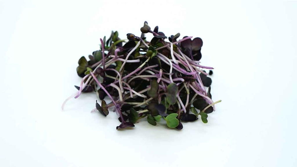 Microgreens | Adams Beach Berry Farm